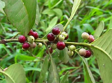 Cultivo de la Yerba Mate – CALEDONIAN